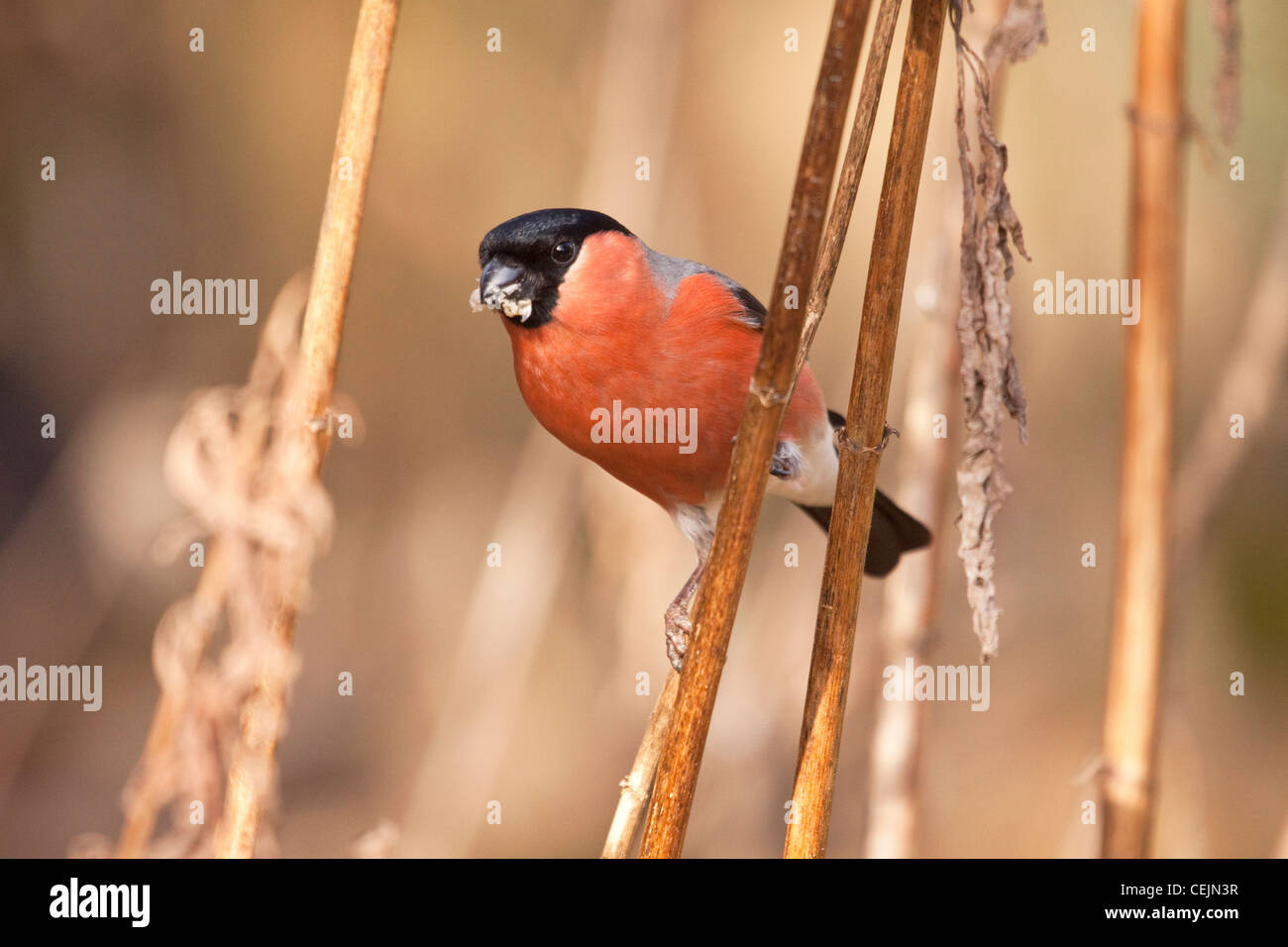 Bullfinches uk hi-res stock photography and images - Alamy