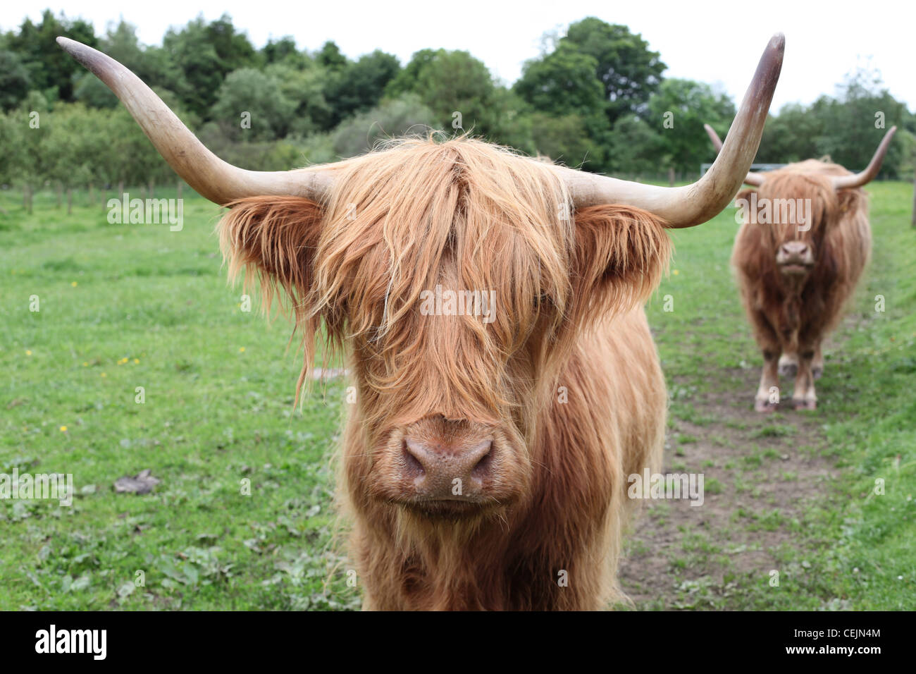 Highland cow with horns hi-res stock photography and images - Alamy