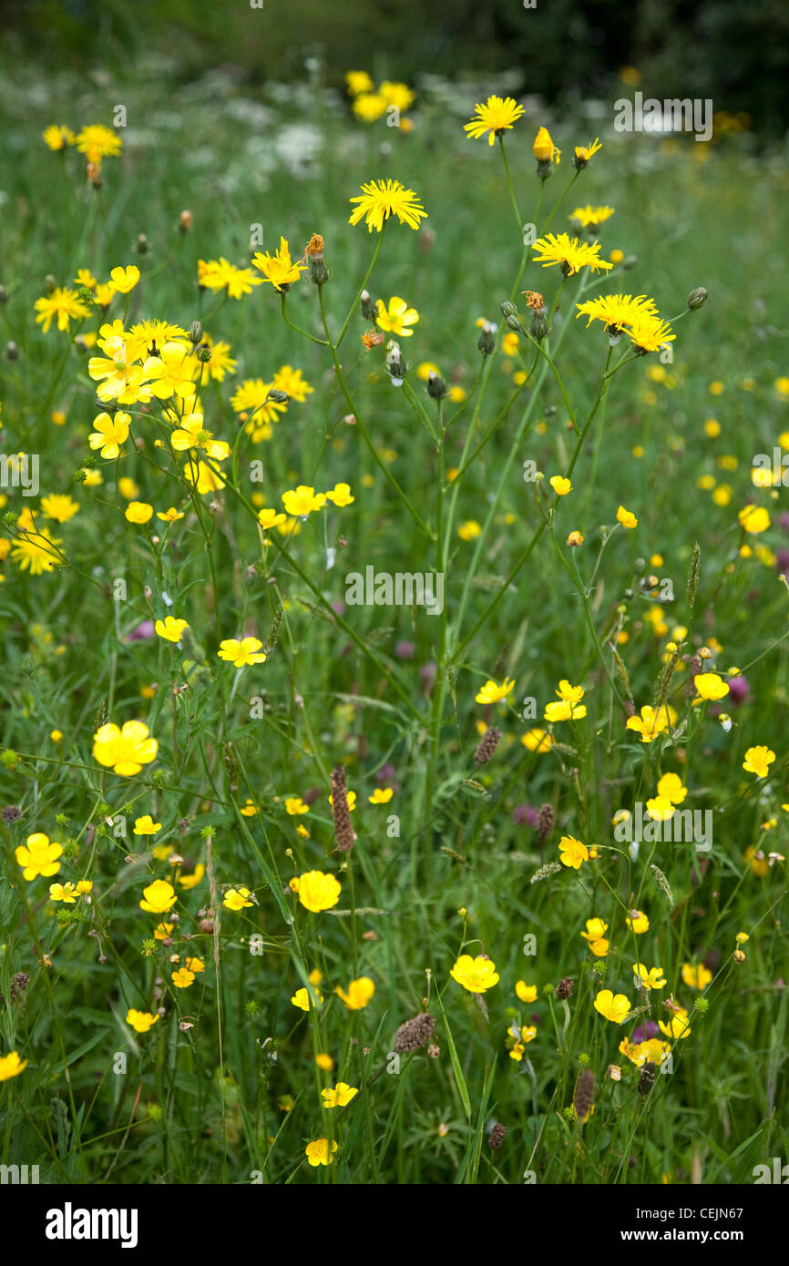 Wild flower meadow, England, UK Stock Photo - Alamy