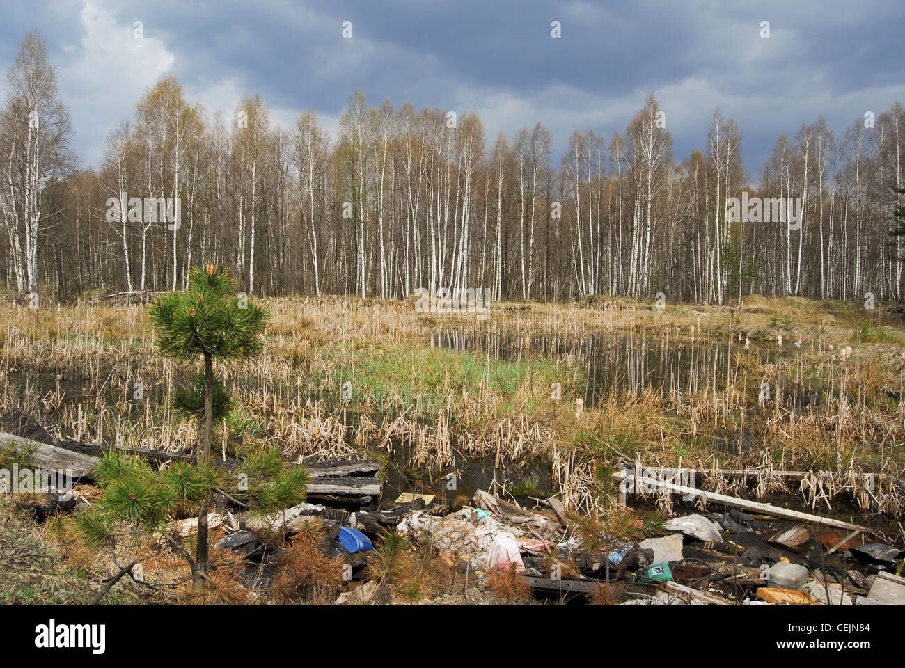 Littered forest hi-res stock photography and images - Alamy