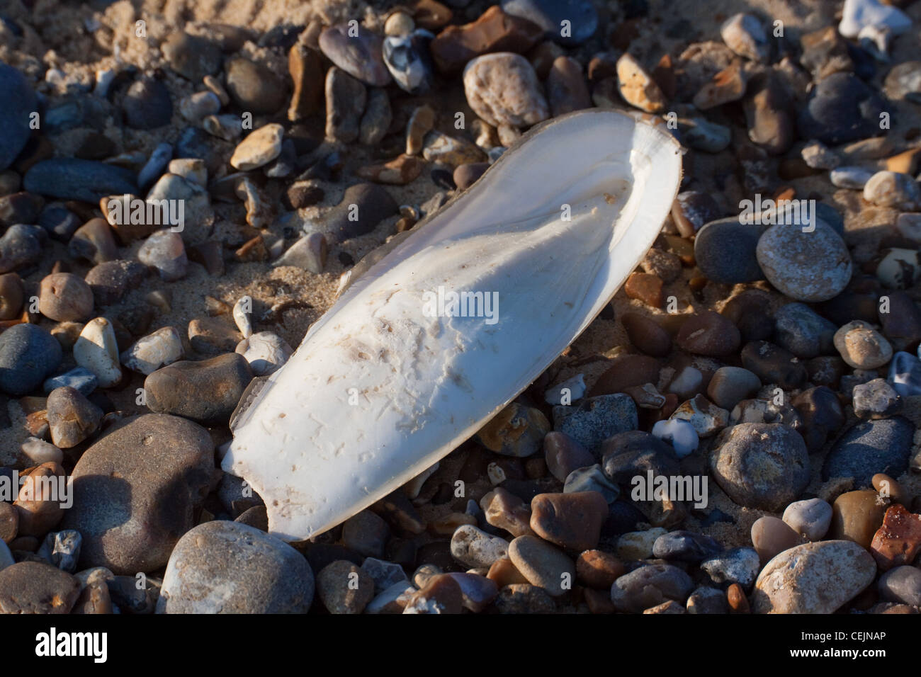 Beach stone fish hi-res stock photography and images - Alamy