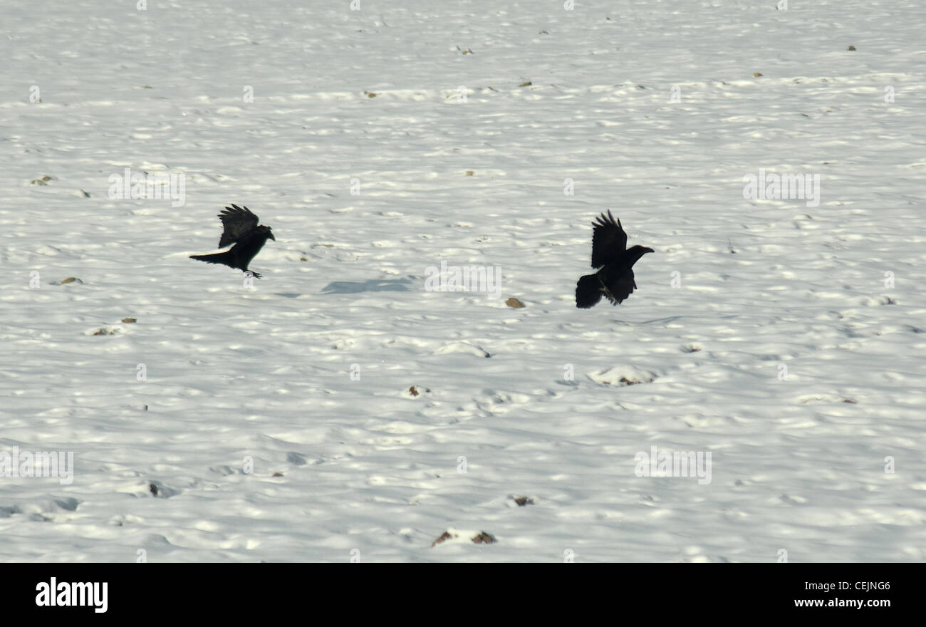 White crow bird hi-res stock photography and images - Alamy