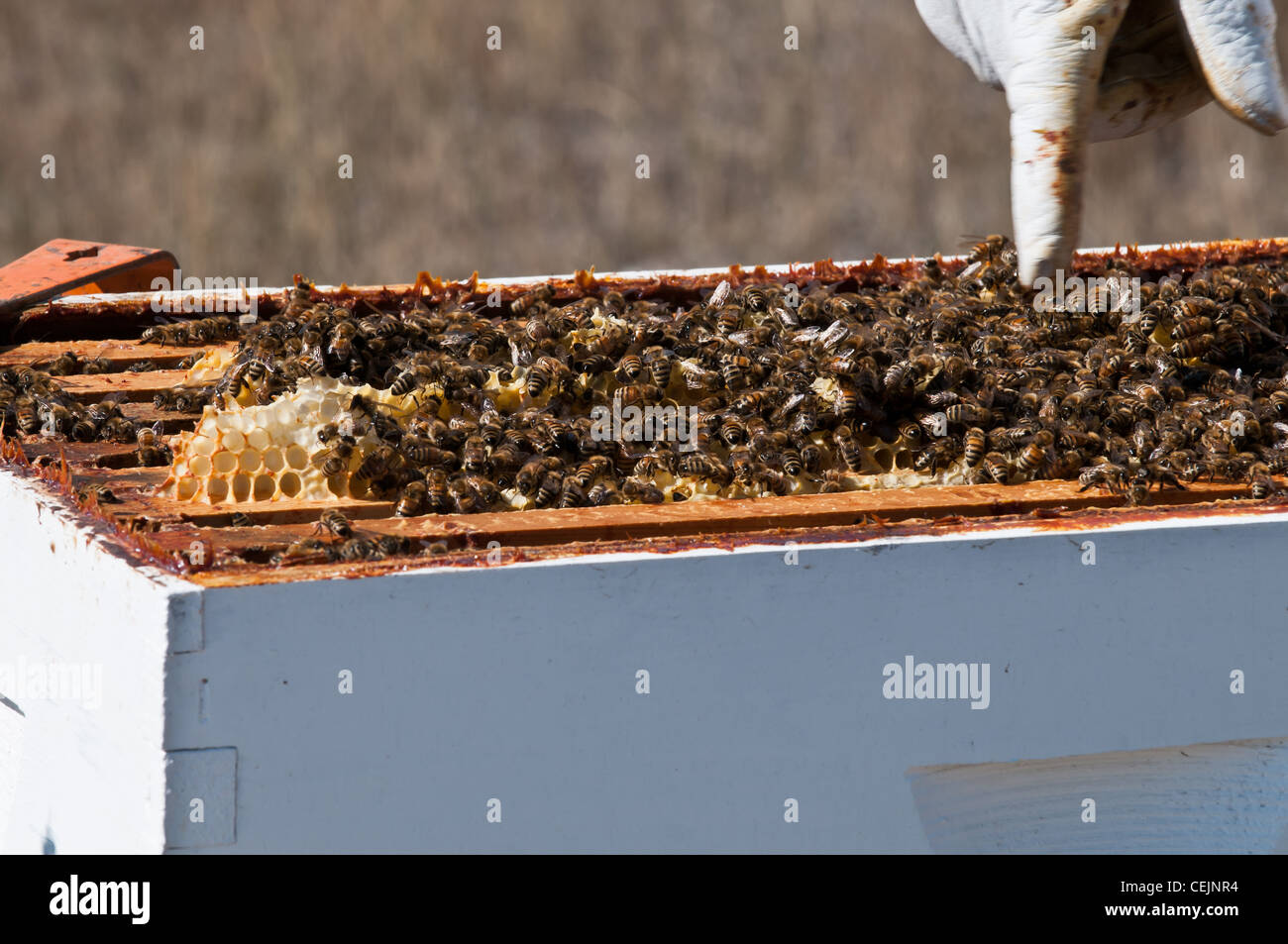 A hobbyist beekeeper in Stevensville, Montana opens the Langstroth ...