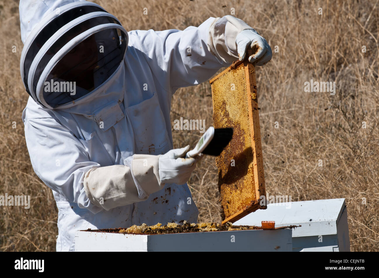 A hobbyist beekeeper in Stevensville, Montana begins to open the ...