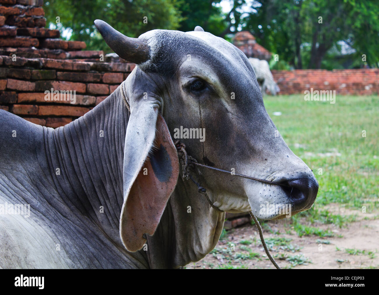 Sad cow hi-res stock photography and images - Alamy