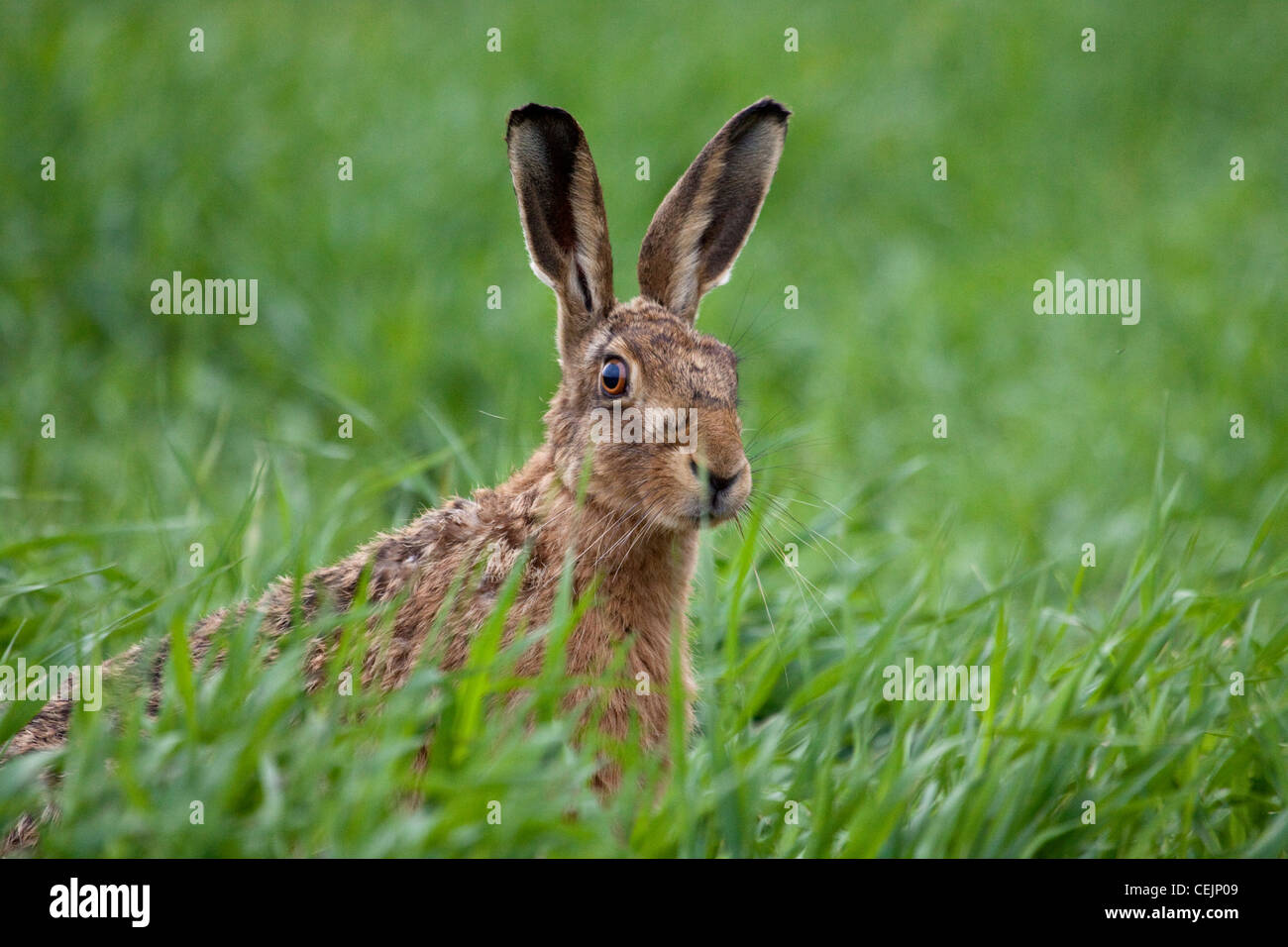 Brown Hare in field, England, UK Stock Photo - Alamy