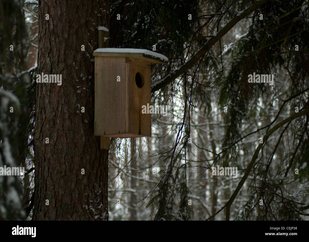 Bird breeding hi-res stock photography and images - Alamy