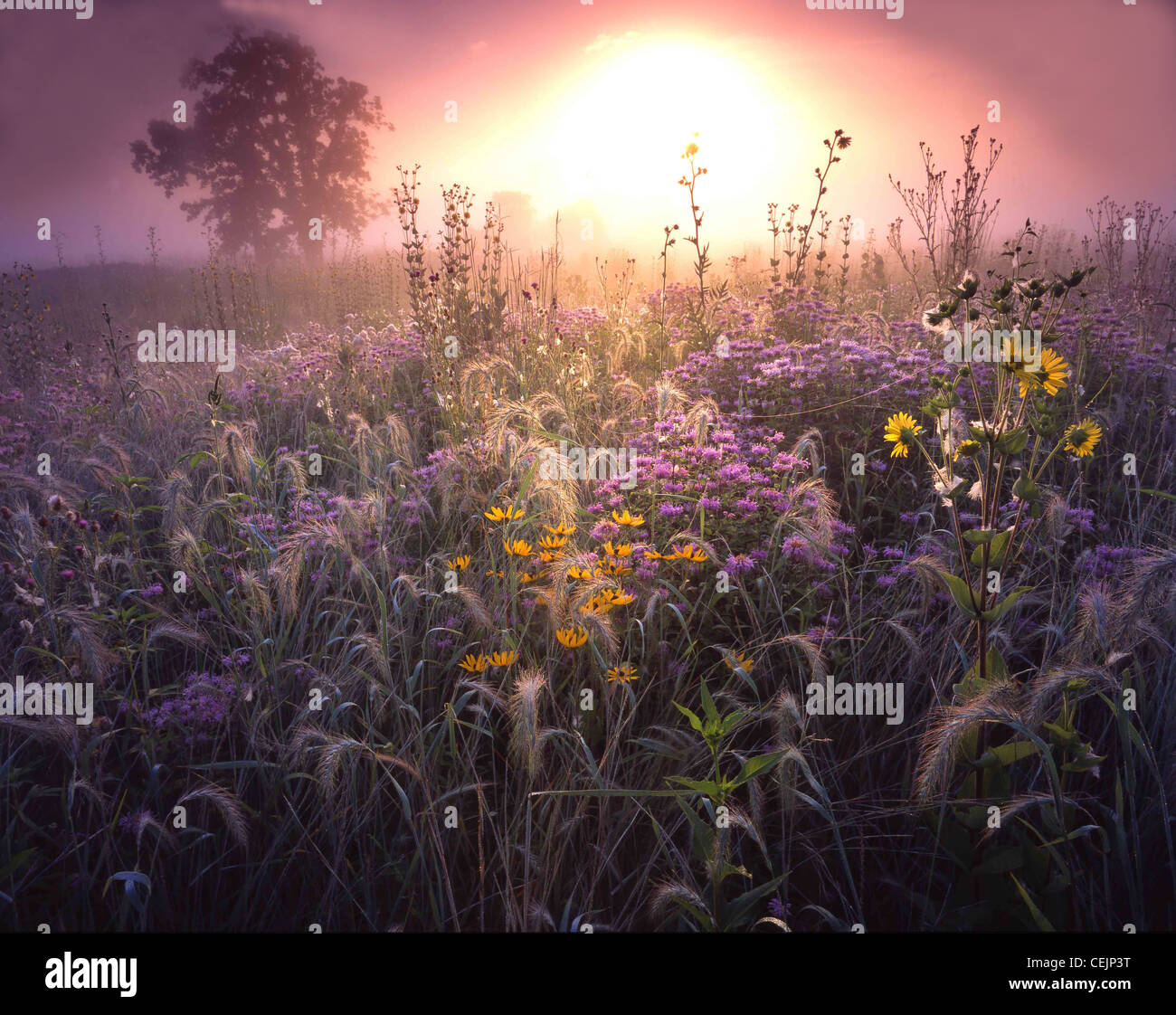 Sunrise on wildflower prairie in Glacial Park in McHenry County ...