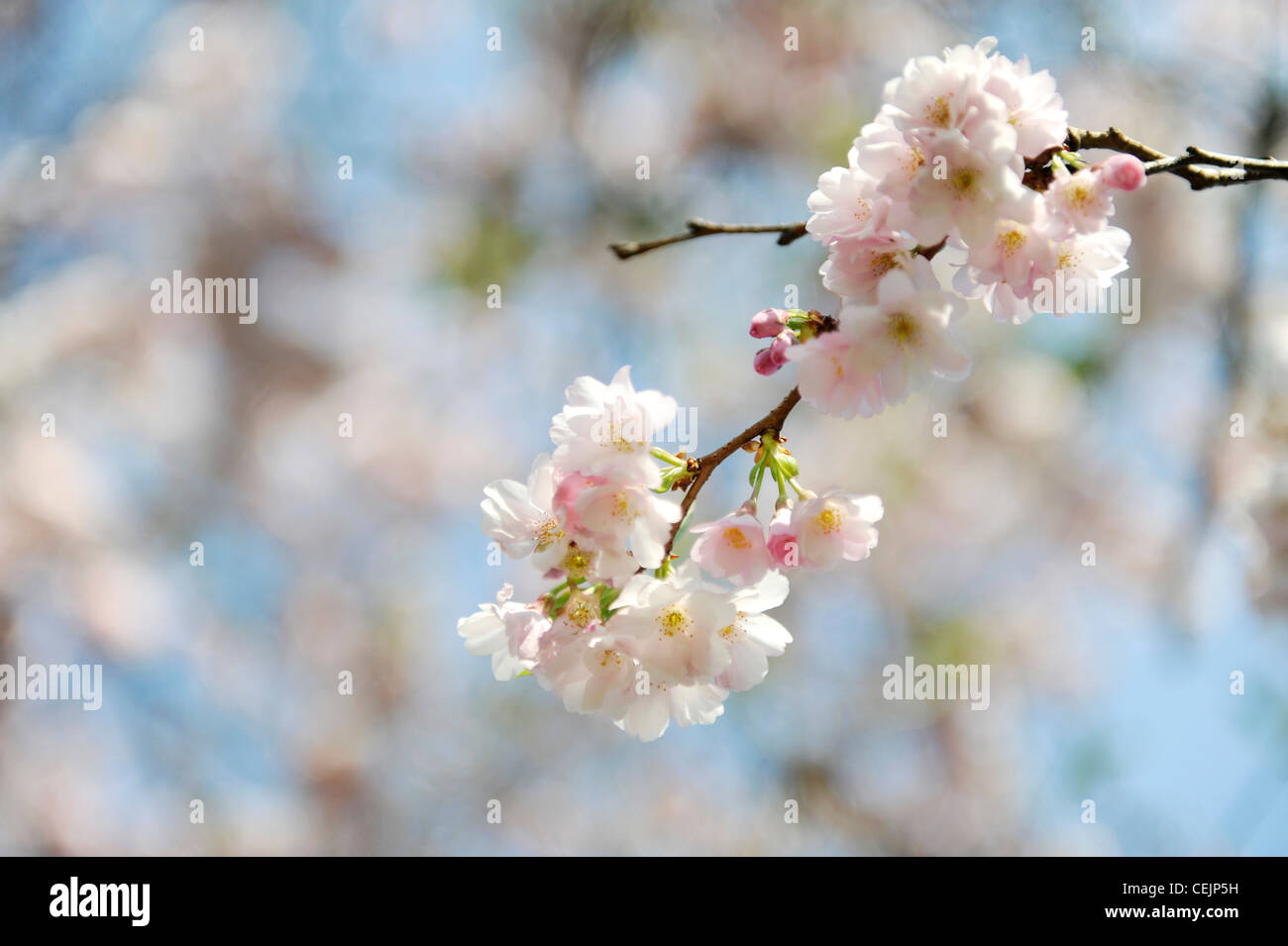 Pink apple tree blossom Stock Photo - Alamy
