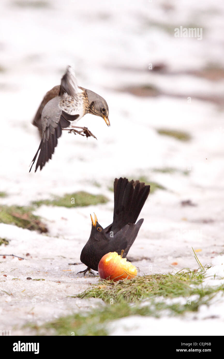 Blackbirds fighting hi-res stock photography and images - Alamy