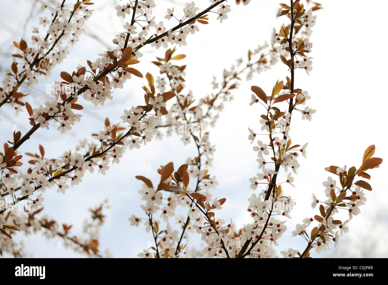 Cherry blossom crown hi-res stock photography and images - Alamy