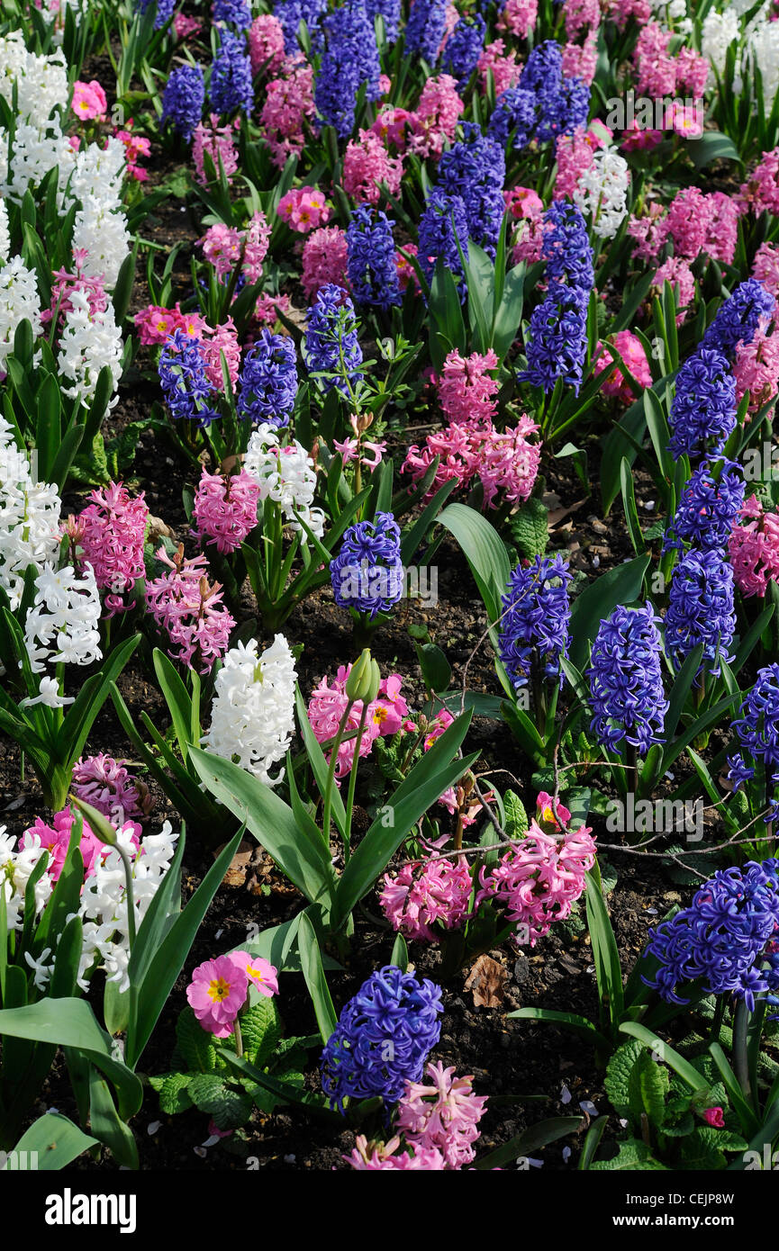 Group of hyacinths outdoors hi-res stock photography and images - Alamy