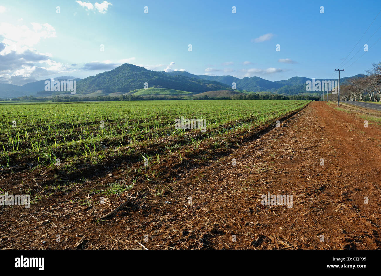 Plantation with road and mountains. Mauritius Stock Photo - Alamy