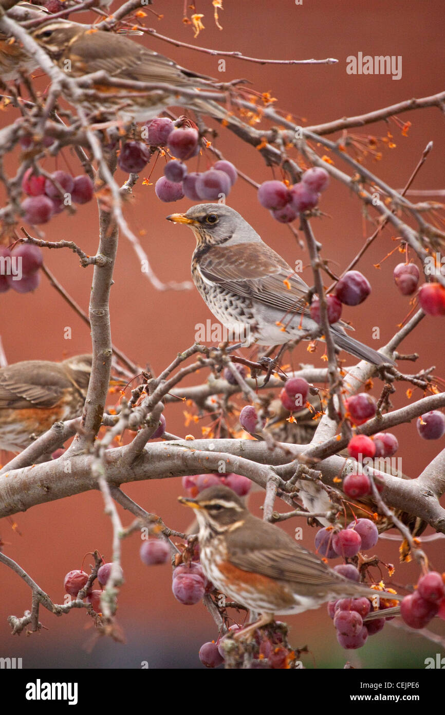 The crab tree hi-res stock photography and images - Alamy