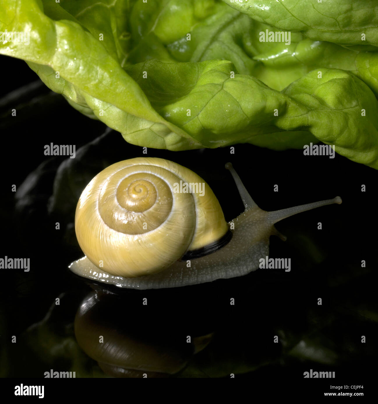 studio photography of a yellow Grove snail and lettuce leaf in dark ...