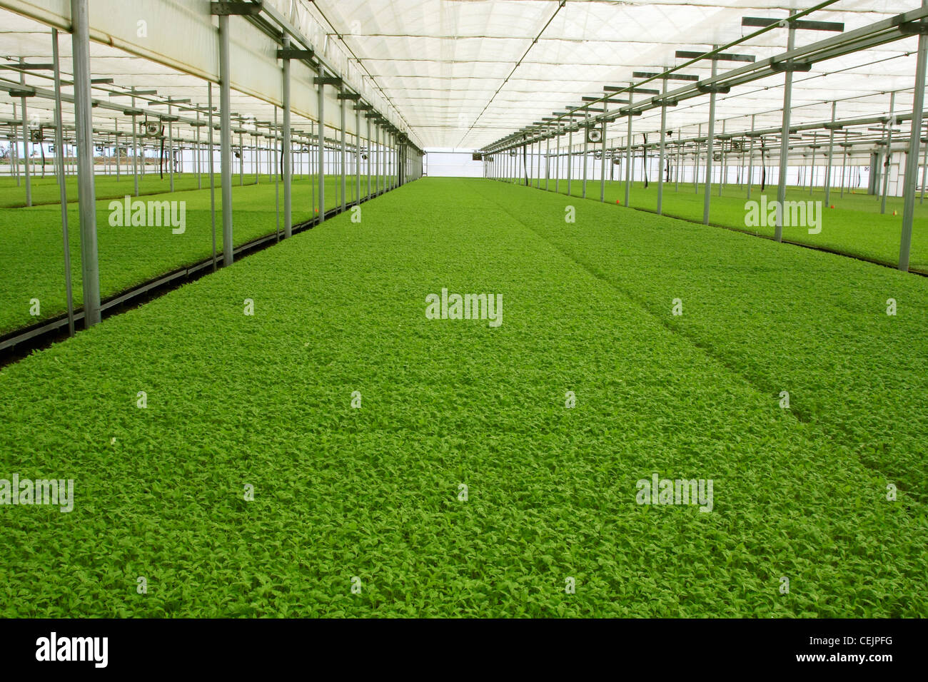 Tomato processing plant california hi-res stock photography and images ...