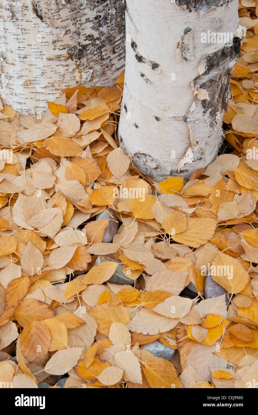 Fell birch hi-res stock photography and images - Alamy