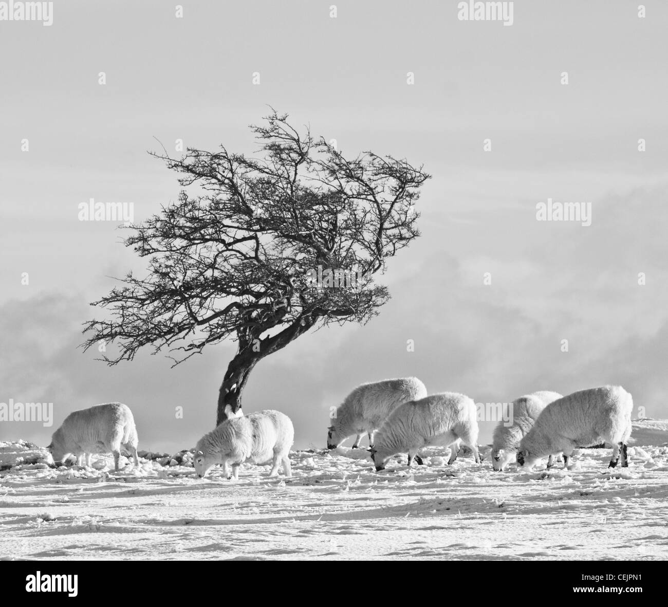 Sheep in hills Black and White Stock Photos & Images - Alamy