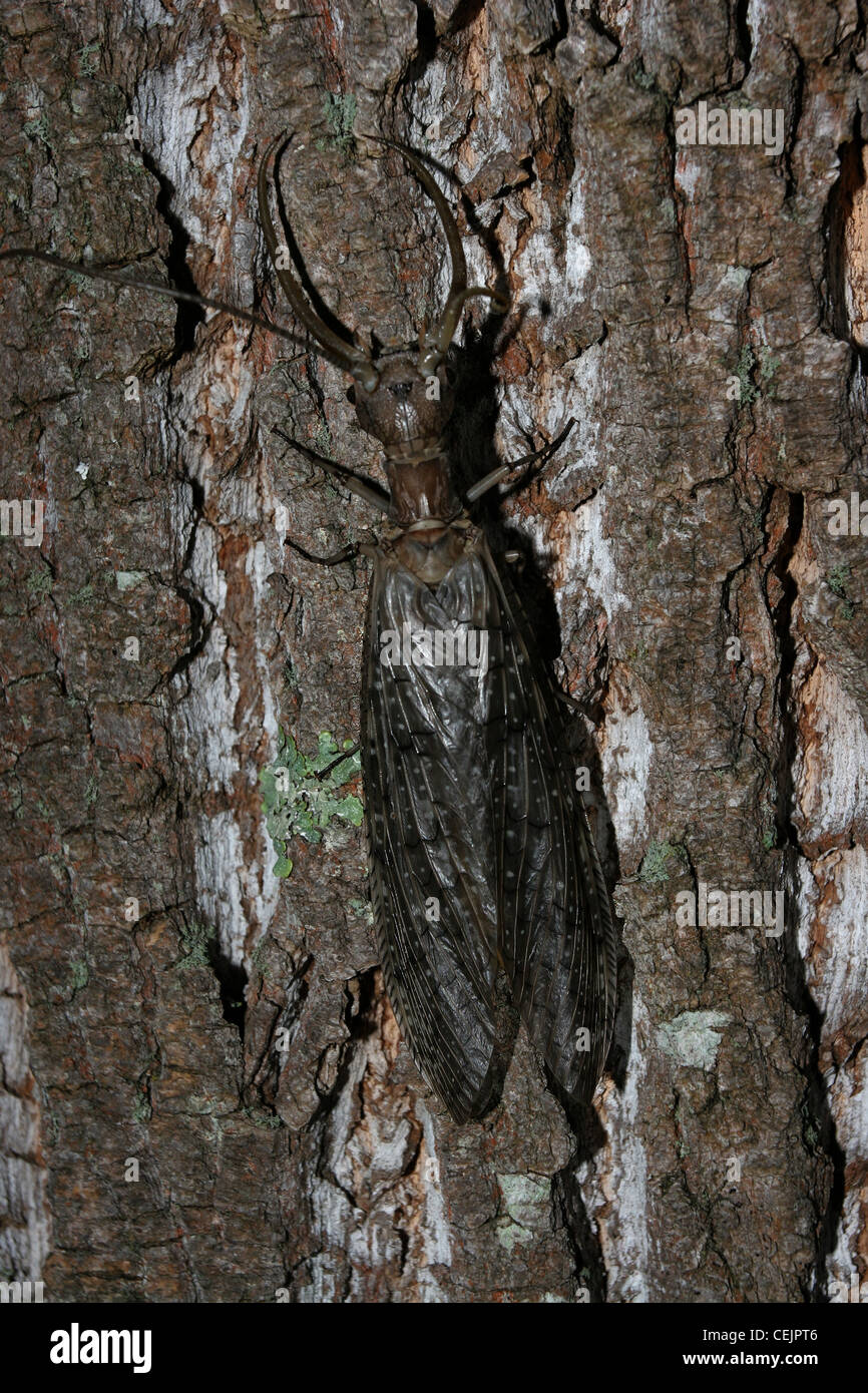 Hellgrammite Larvae House