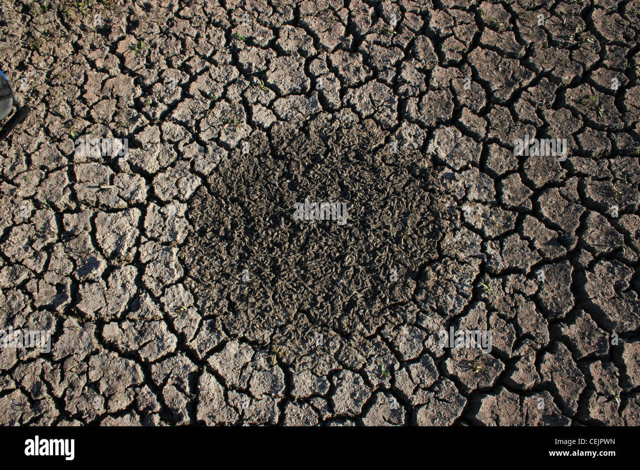 dead fish drying marsh mud ohio Stock Photo - Alamy