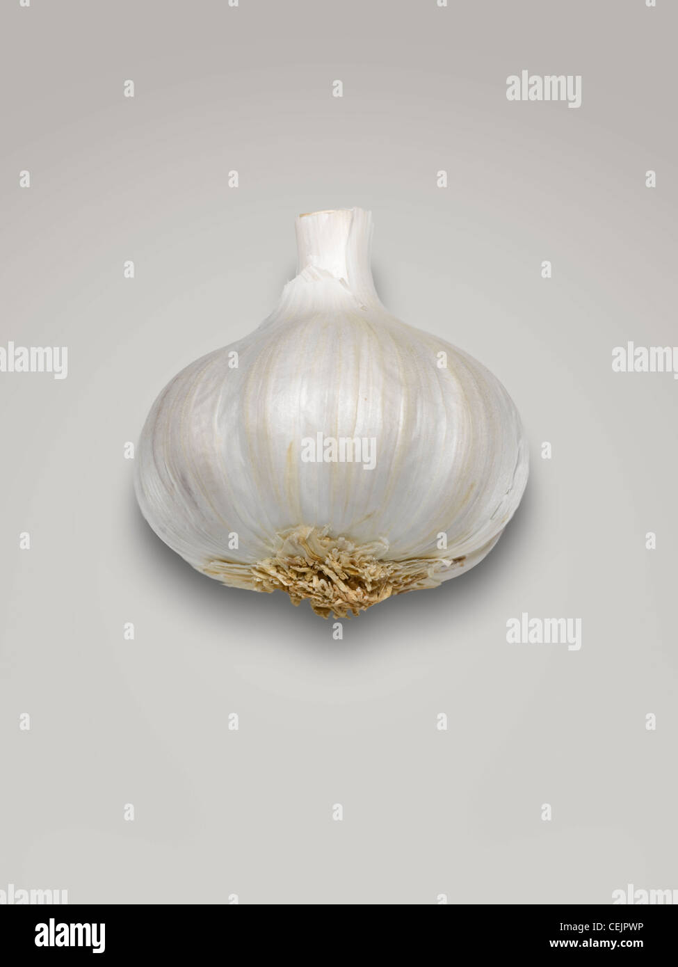 Whole garlic bulb on a pale grey background Stock Photo - Alamy
