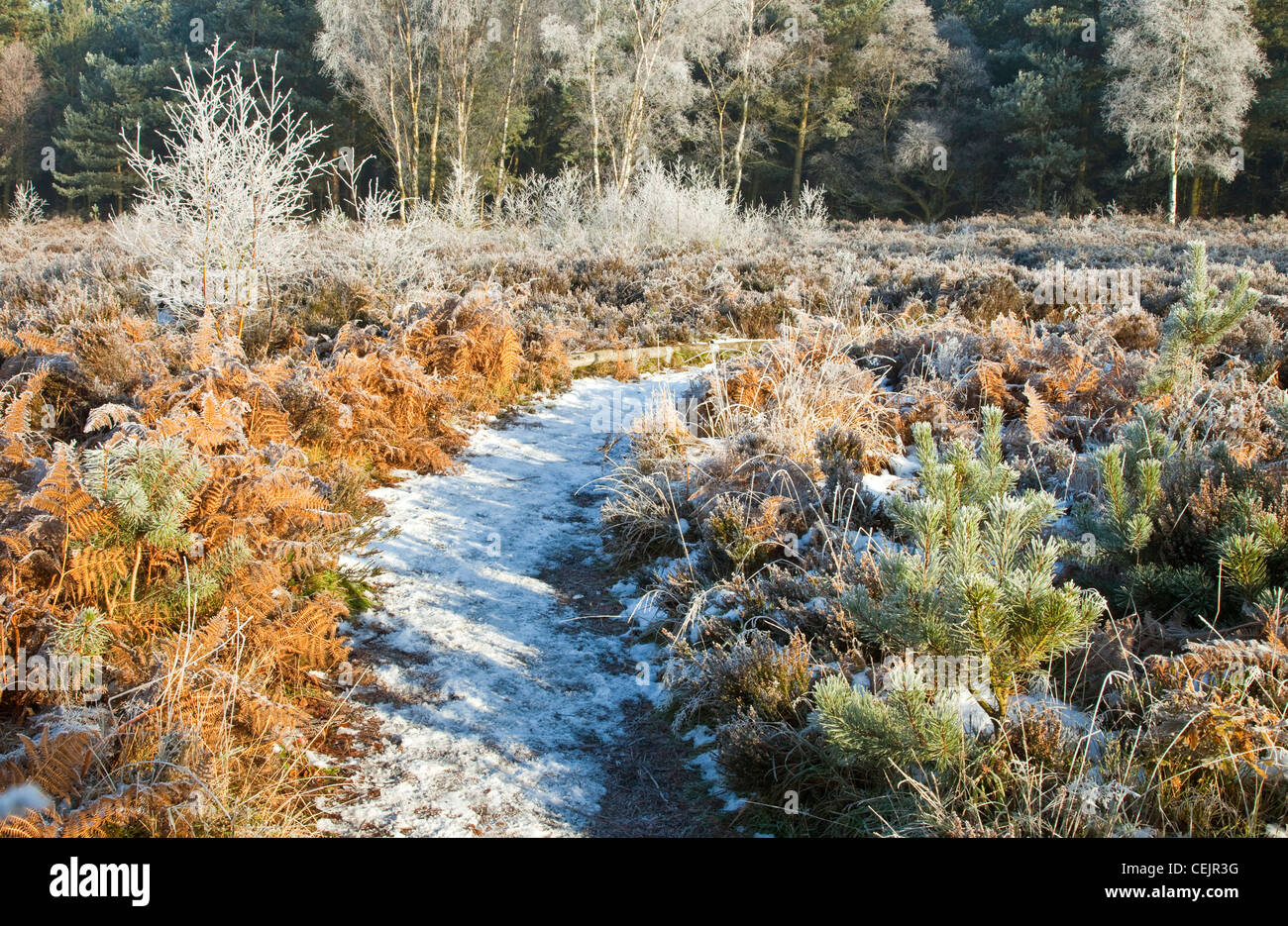 Frosted frosty scrubland grasses shubs trees wild natural hi-res stock ...