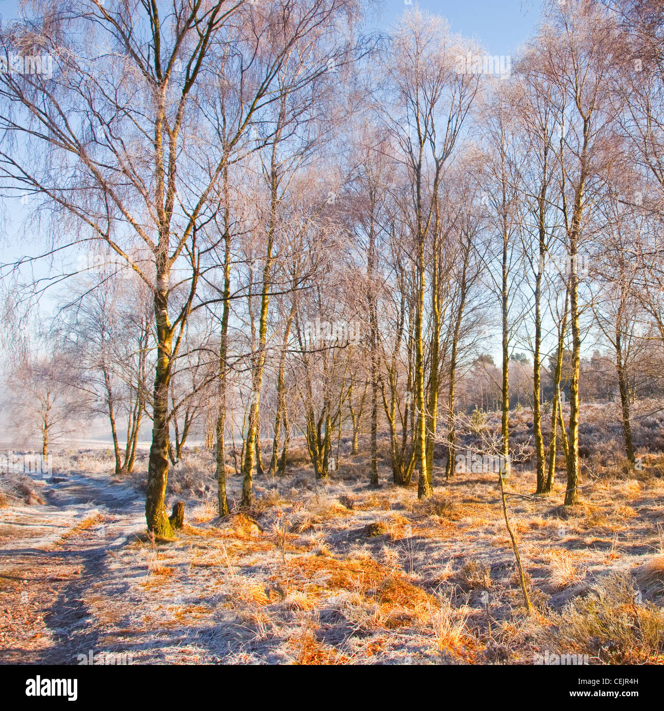 Severe frost with fog and mist in mid-winter Cannock Chase Country Park ...