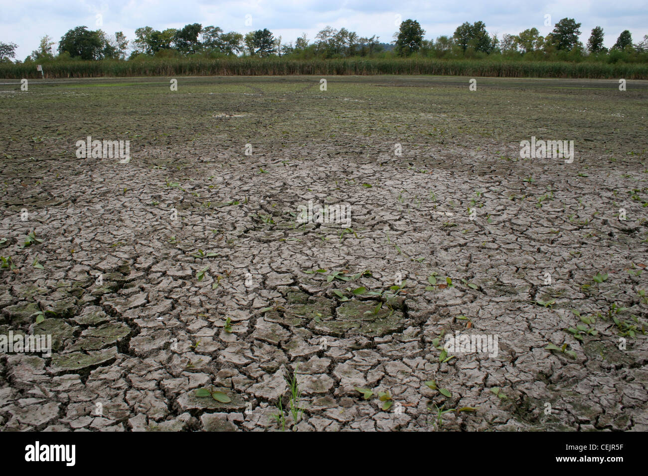 drying marsh ohio Stock Photo - Alamy