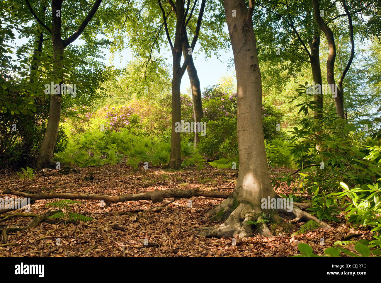 Beaudesert old park hi-res stock photography and images - Alamy