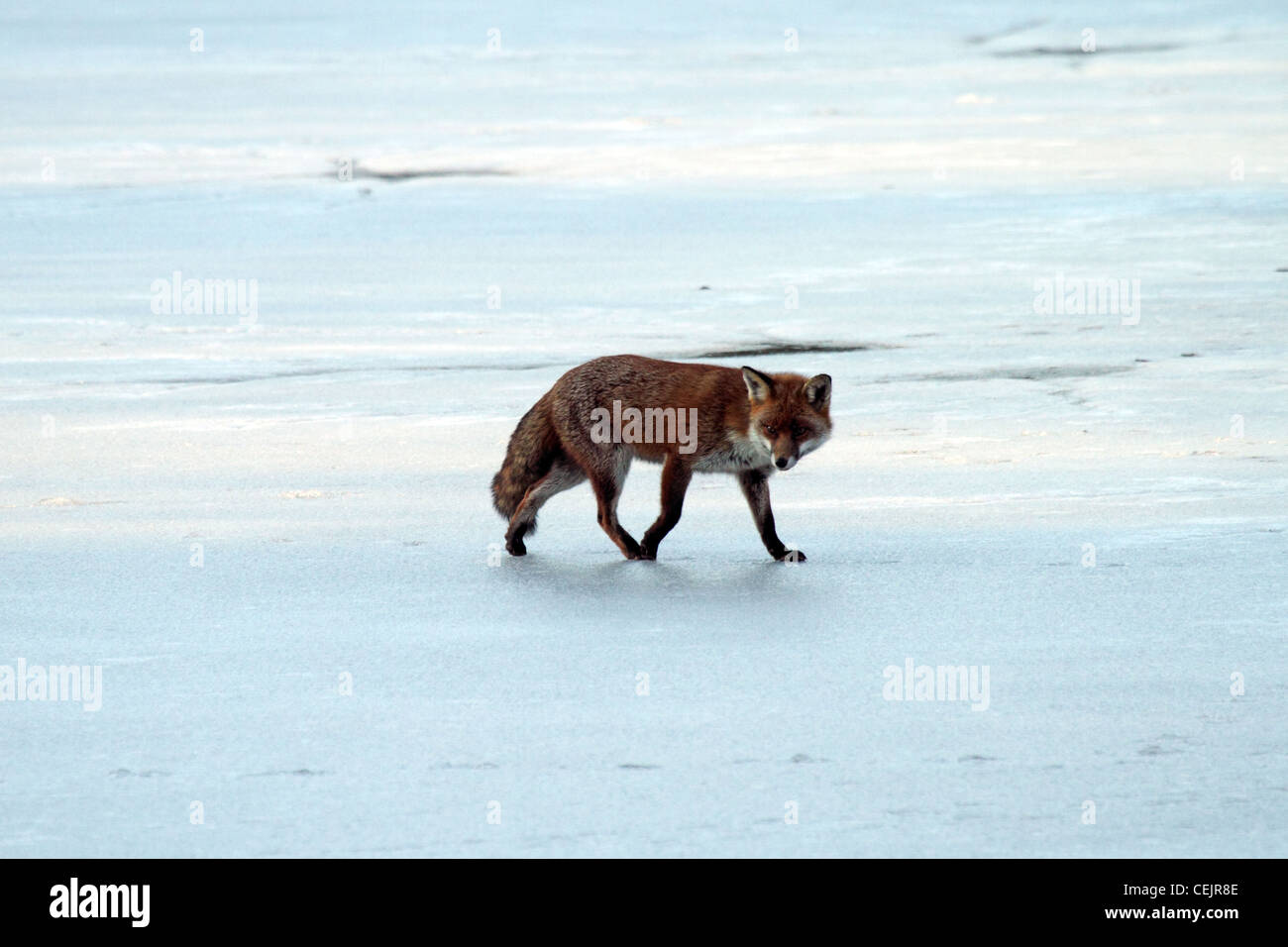 Red Fox (Vulpes vulpes) - walking on frozen lake Stock Photo - Alamy