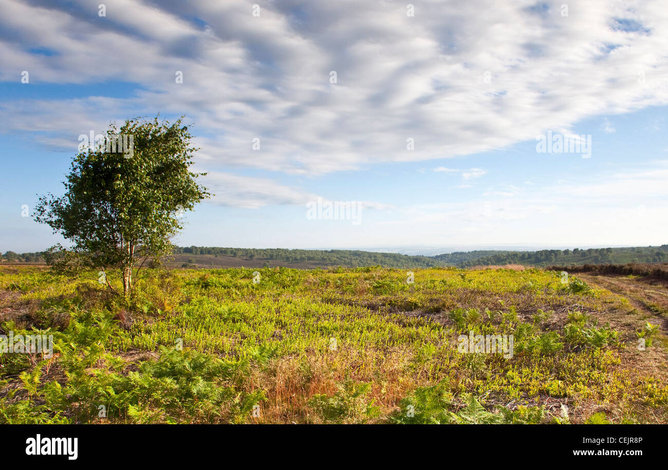 Lone Birch tree on Heathland in summer Cannock Chase Country Park AONB ...