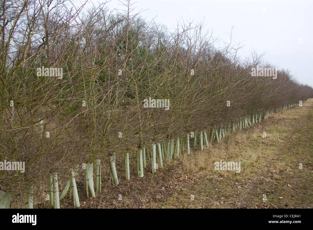 A hedge ready for laying Stock Photo - Alamy