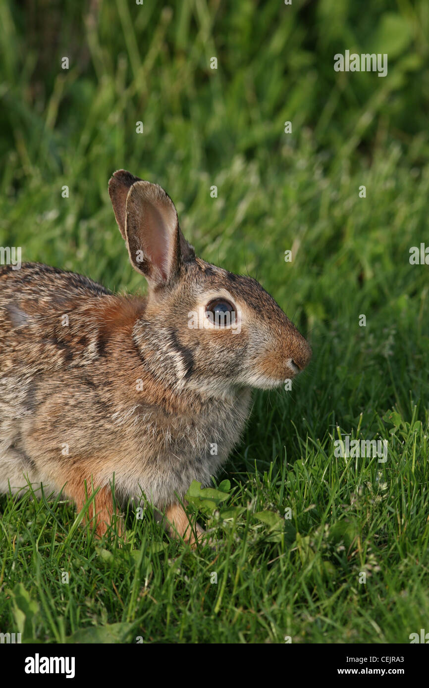 Cottontail cotton tail hi-res stock photography and images - Alamy