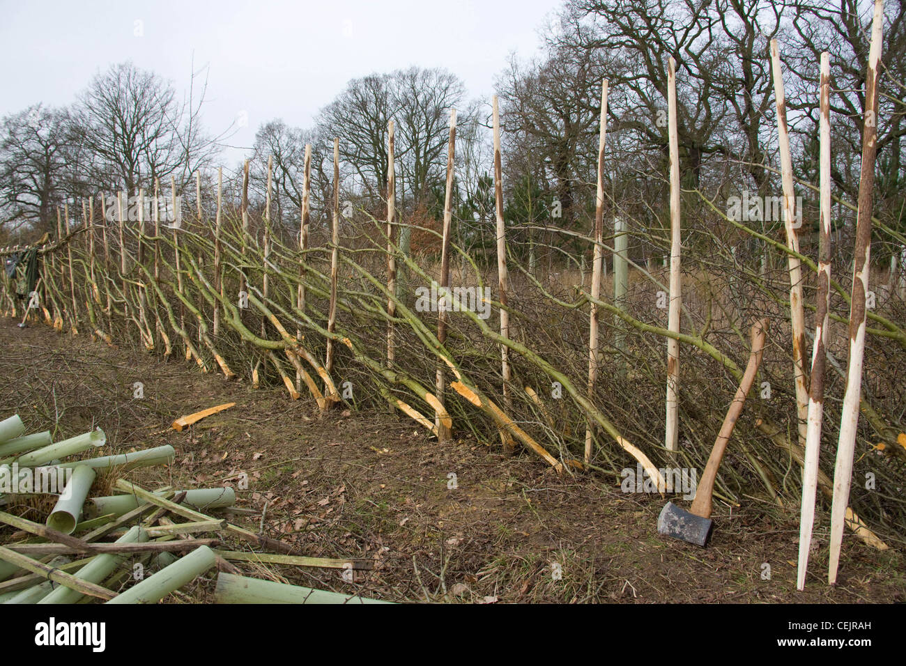 Hedge Laying Stock Photo - Alamy