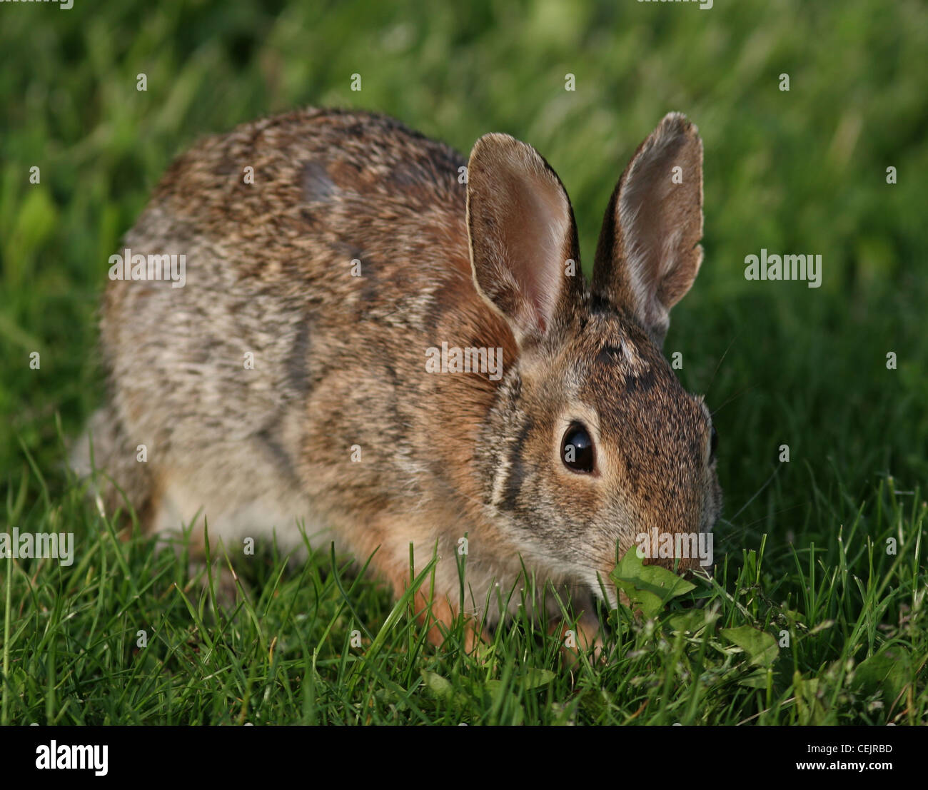 eastern cottontail rabbit ohio prairie Stock Photo - Alamy
