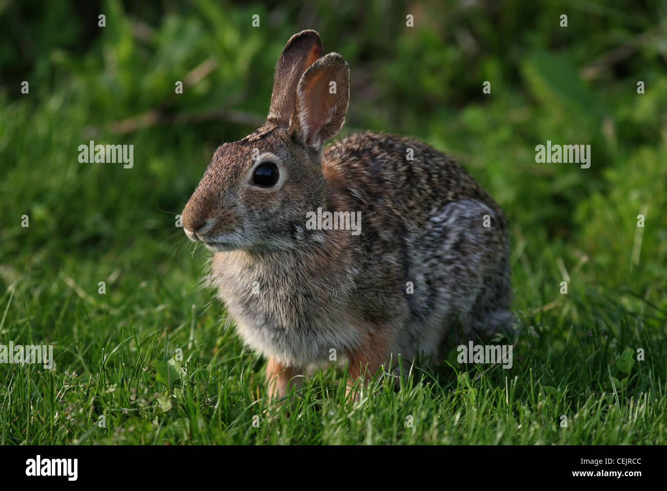 eastern cottontail rabbit ohio prairie Stock Photo - Alamy