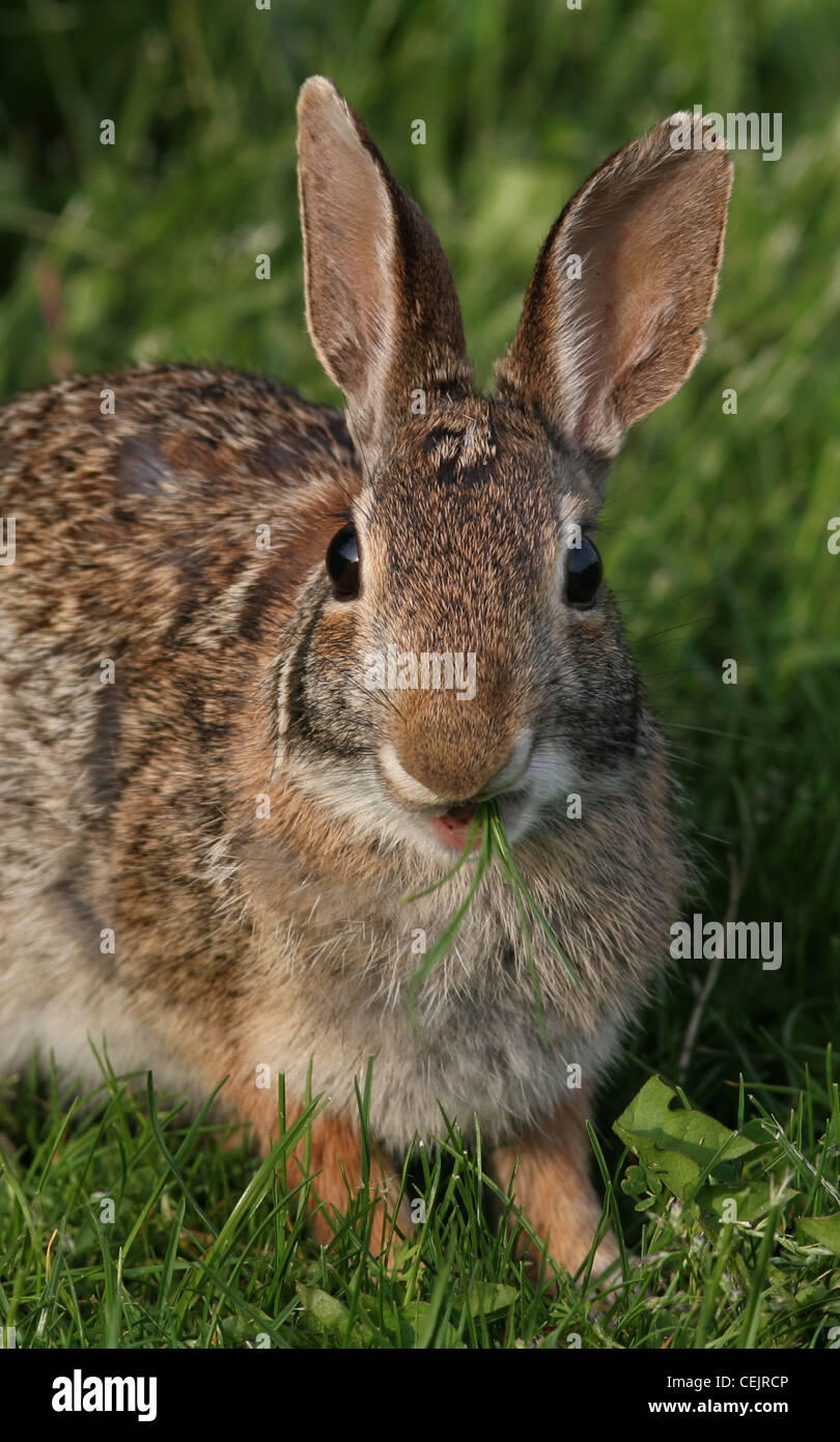 Ohio prairie hi-res stock photography and images - Alamy