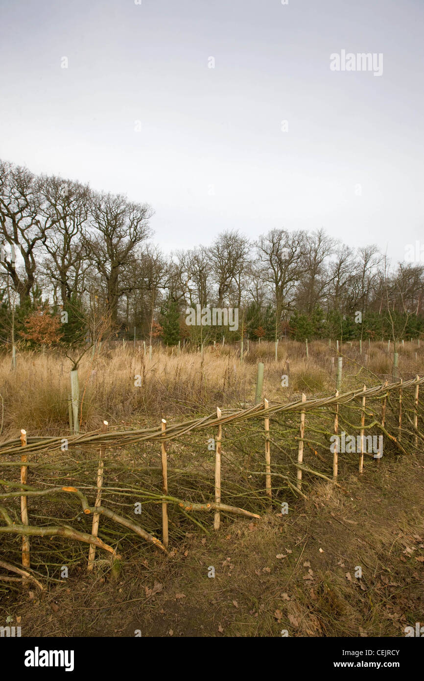 Traditional hedge laying hi-res stock photography and images - Alamy
