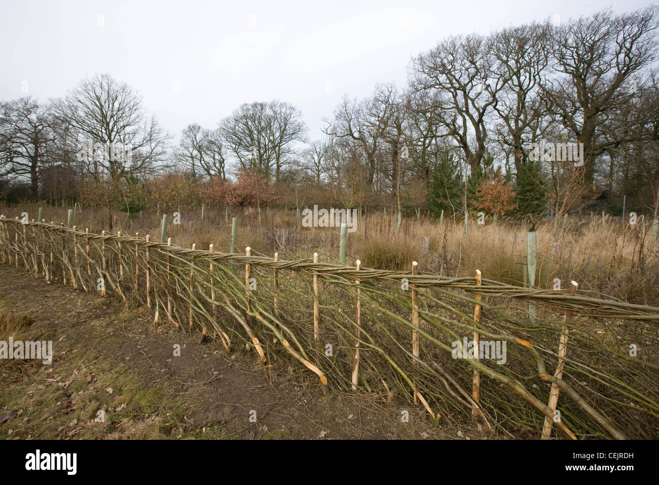 Hedge art hi-res stock photography and images - Alamy