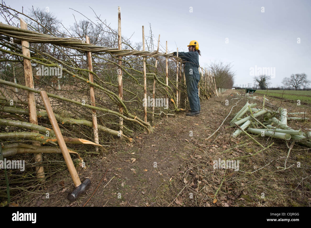 A countryside worker Hedge Laying Stock Photo - Alamy