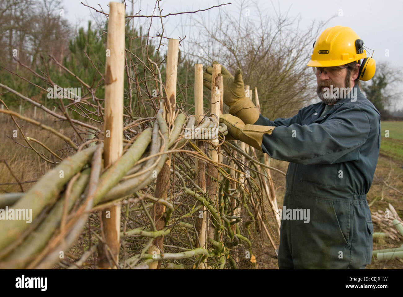 A countryside worker Hedge Laying Stock Photo - Alamy