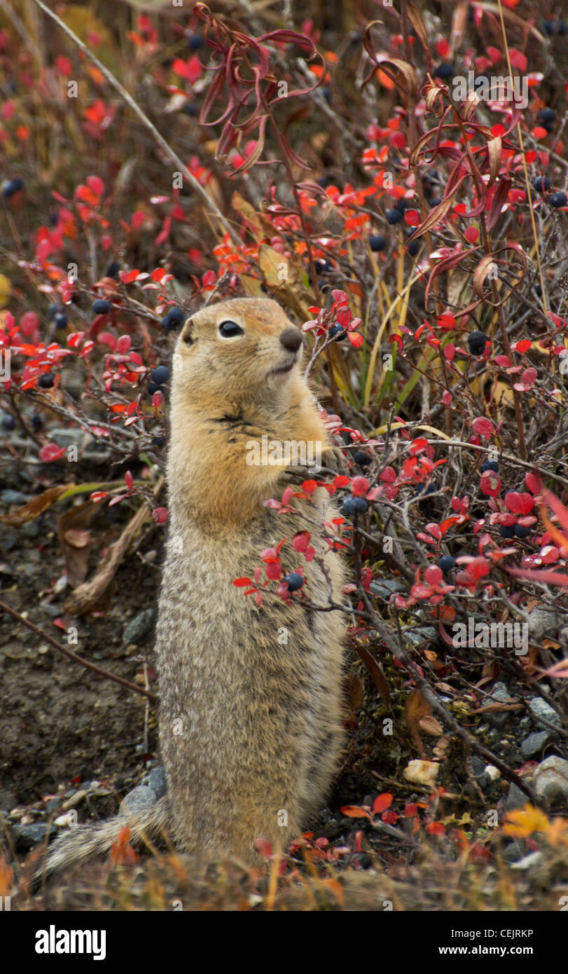 Arctic Ground Squirrel High Resolution Stock Photography and Images - Alamy