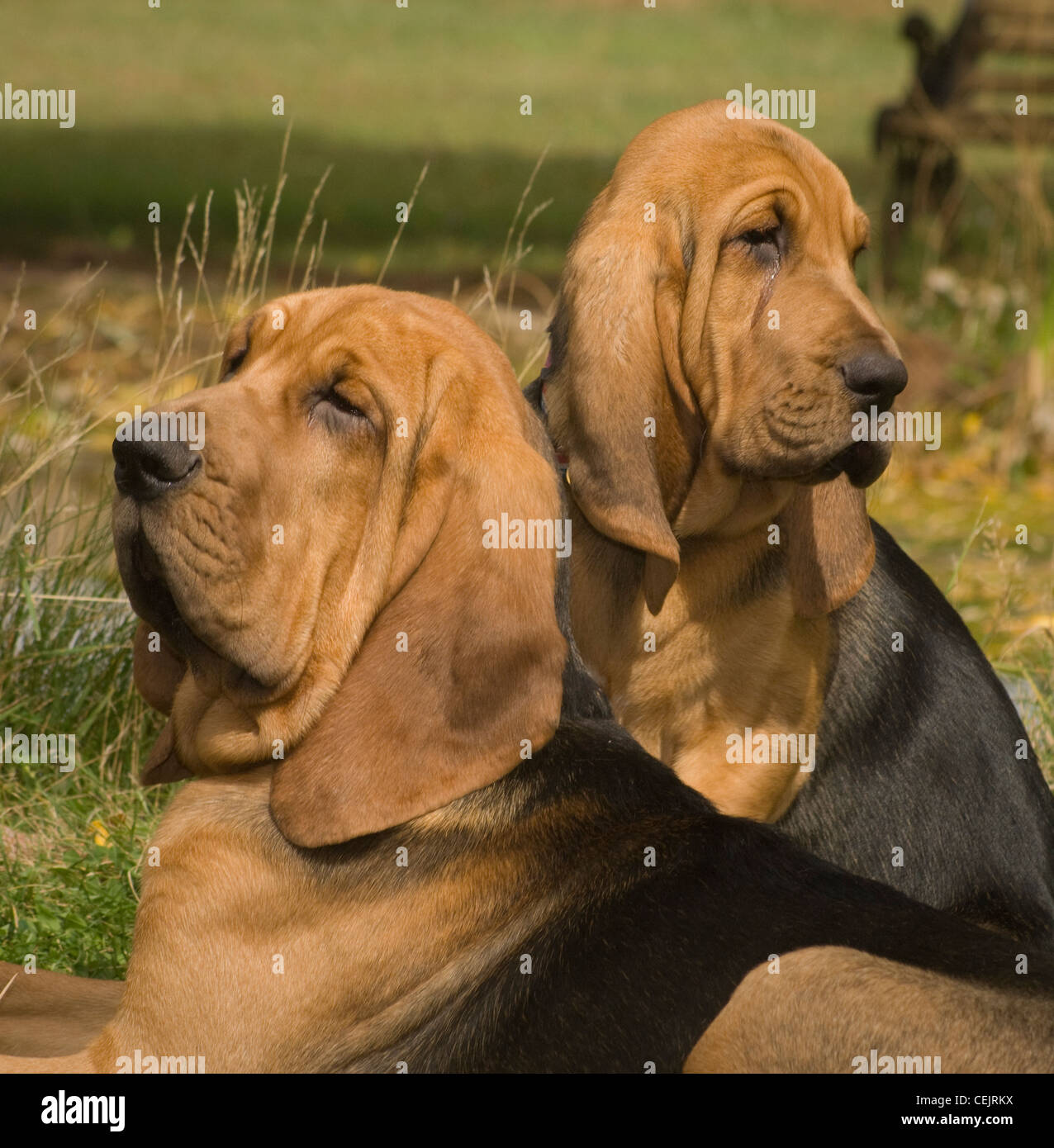 Bloodhound adult and puppy together-close up Stock Photo - Alamy