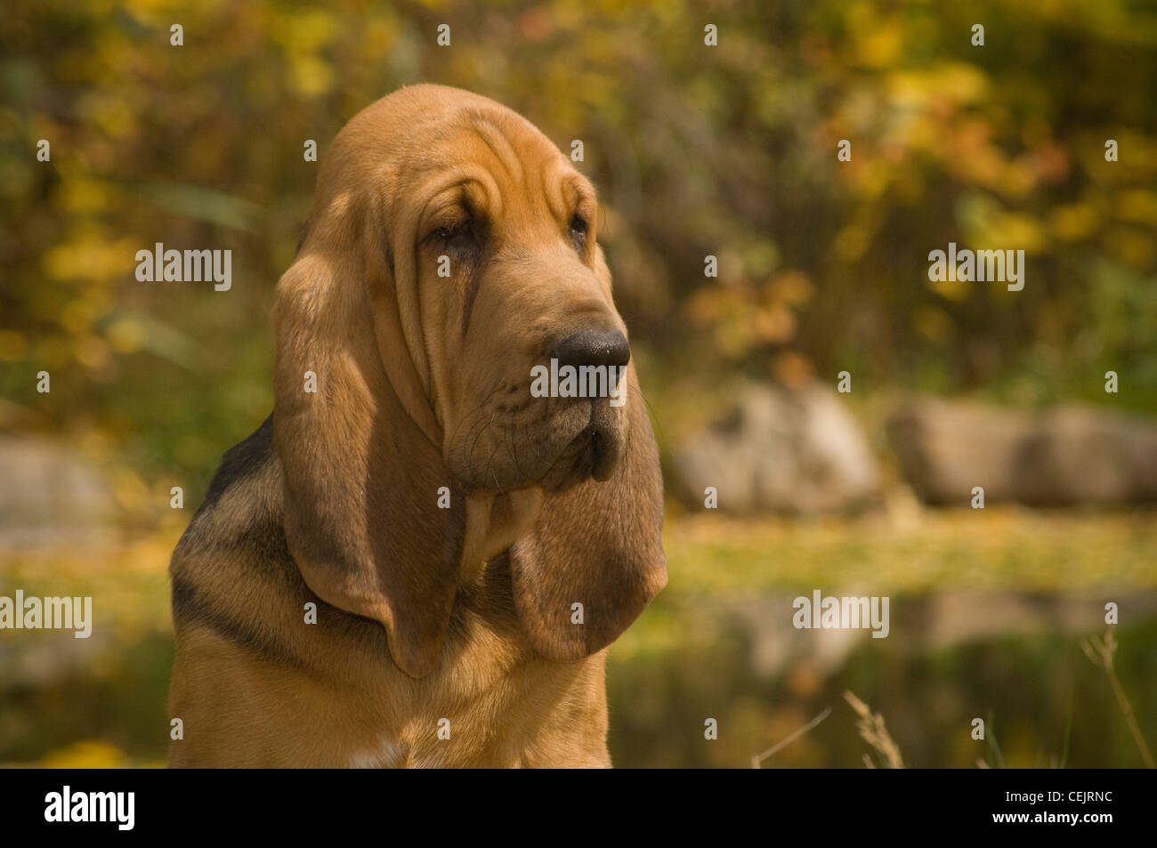 Bloodhound head hi-res stock photography and images - Alamy