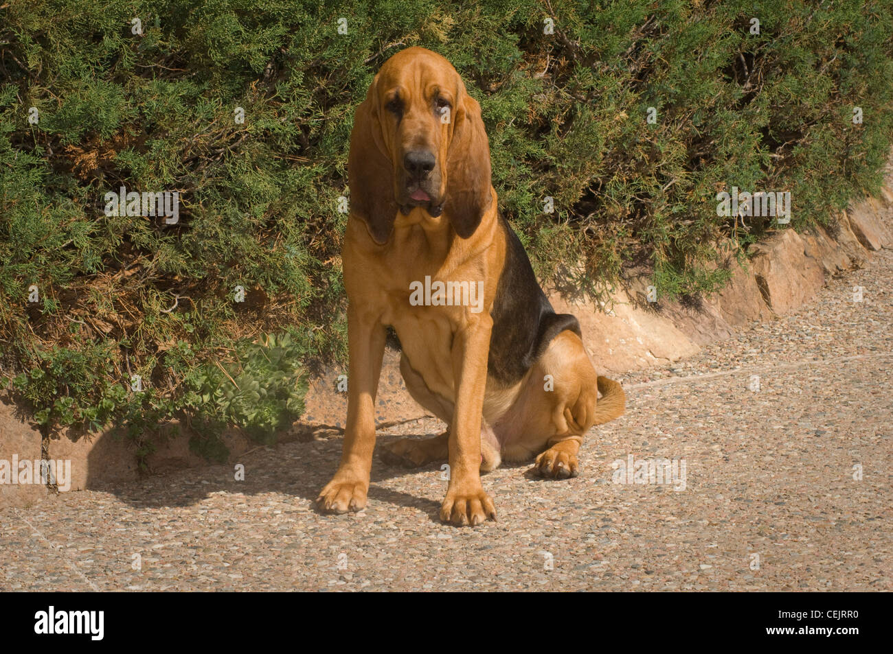 Bloodhound Dog High Resolution Stock Photography and Images - Alamy