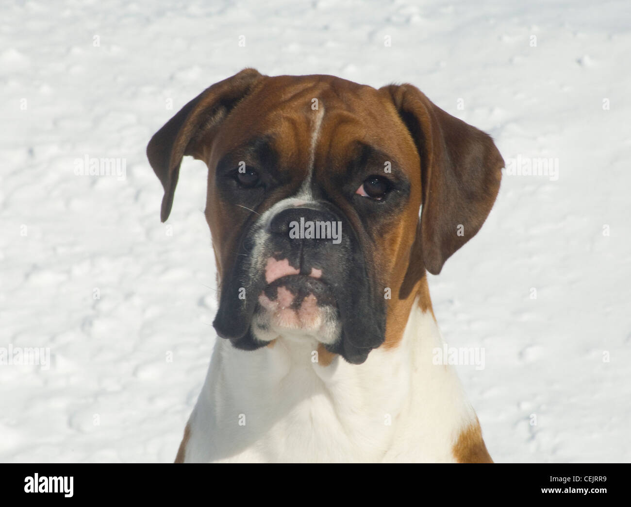 Young Boxer-Head shot Stock Photo - Alamy