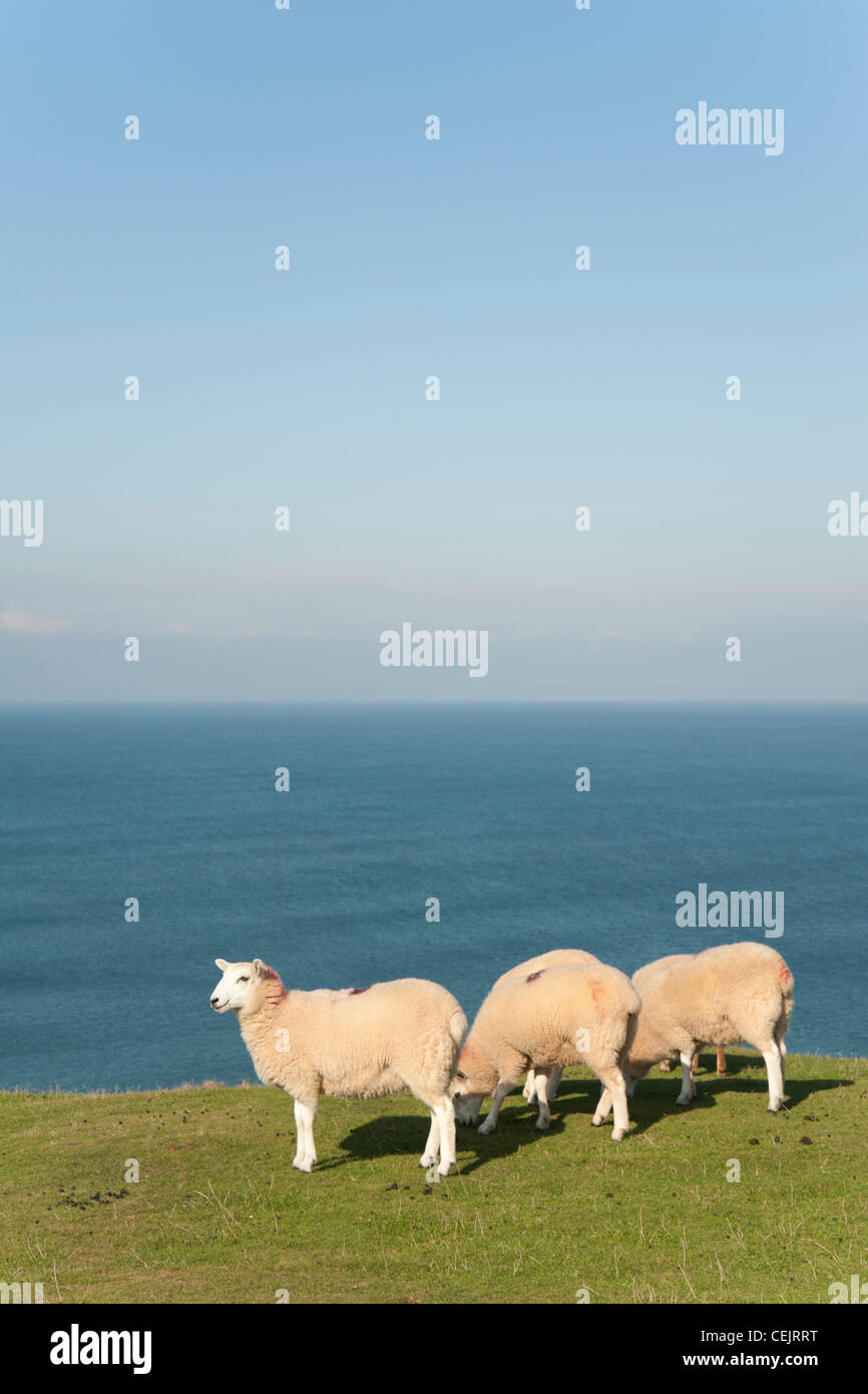 Sheep gathered on a cliff edge, Rhossili Bay, Gower Peninsula, South ...