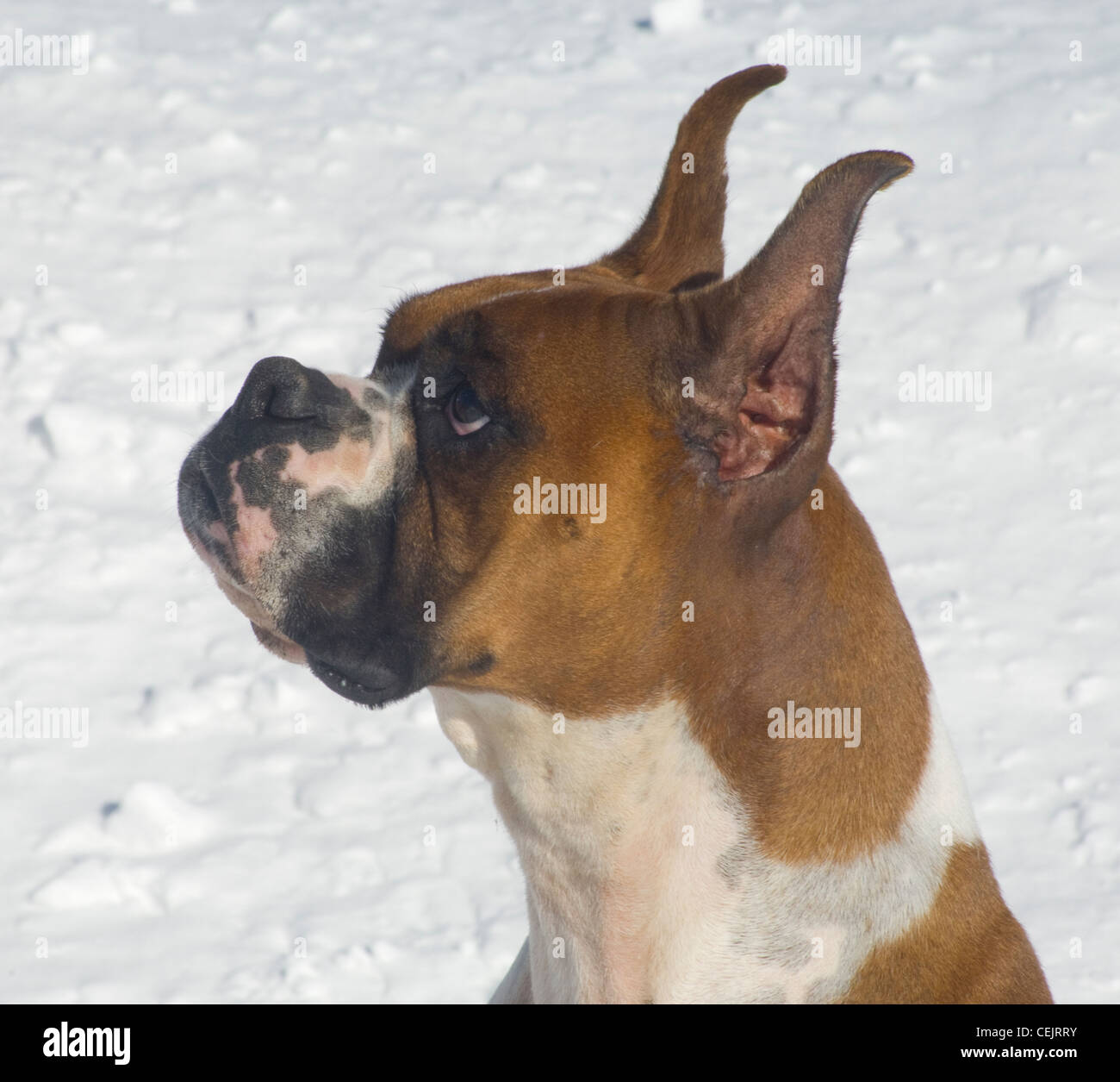 Adult boxer dog hi-res stock photography and images - Alamy