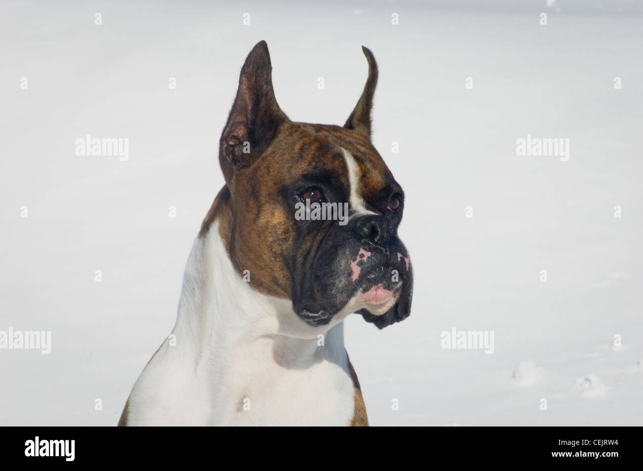 Adult boxer dog hi-res stock photography and images - Alamy