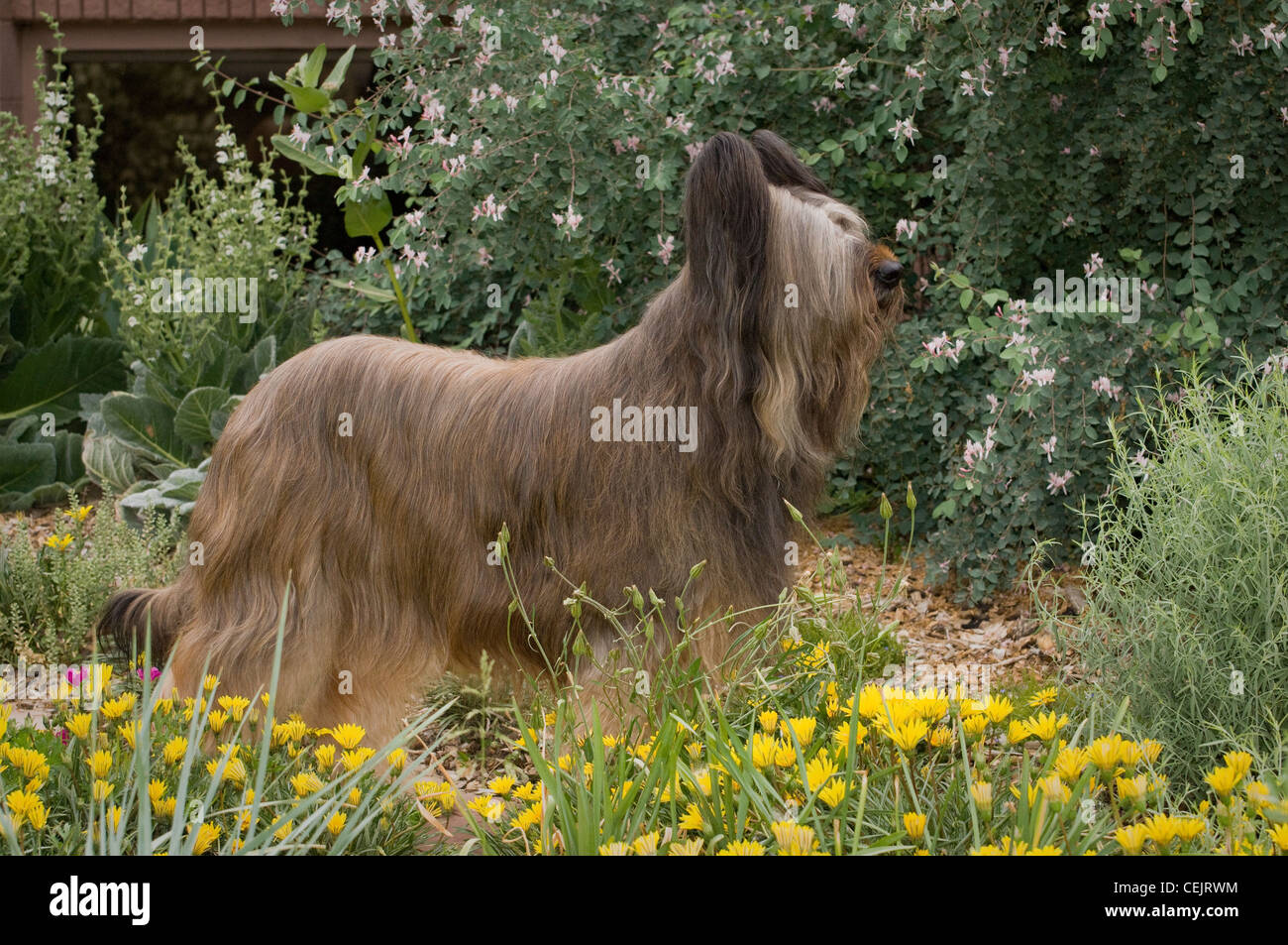 Briard standing in flowers Stock Photo - Alamy